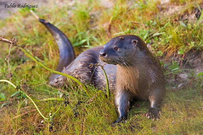 Cultura Guaraní: Lobito de río